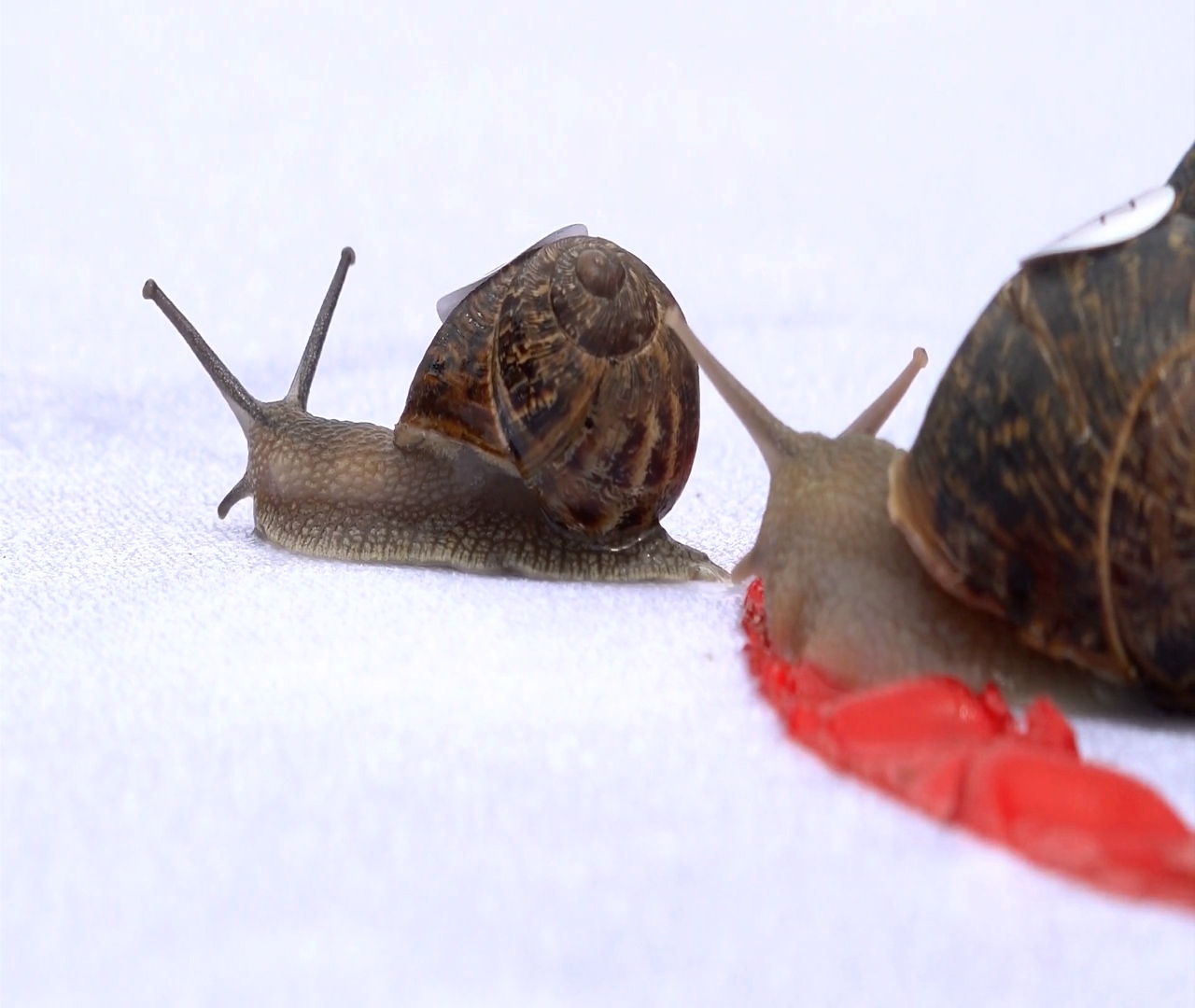 Snail wins the world championship in racing