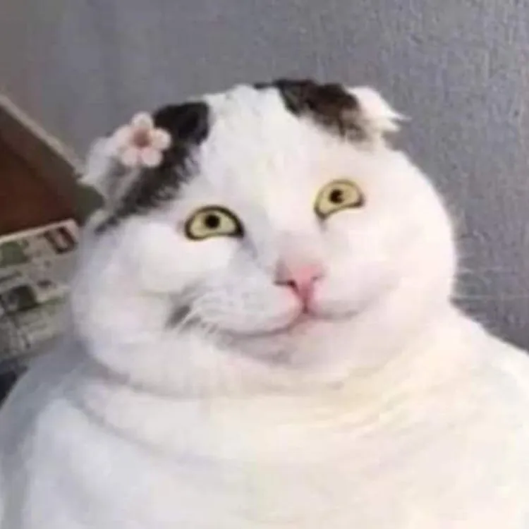 Top collection of hilarious and witty memes