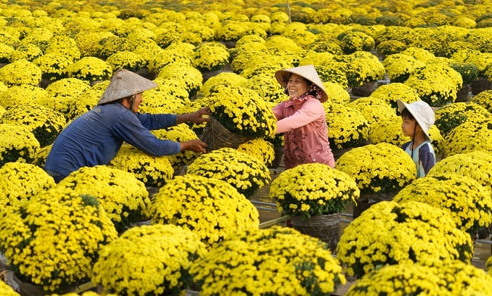 Xuan Hoa Flower Village – Bringing the Ancient Capital's Tet to Life ...