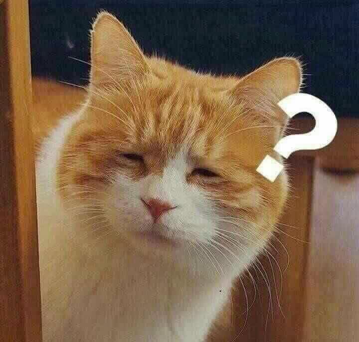 Compilation of Enigmatic and Amusing Memes