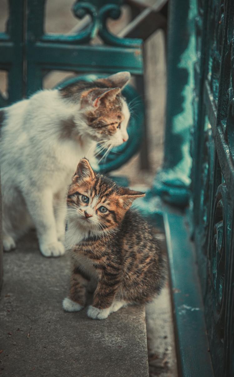Gorgeous 4K Cat Wallpaper