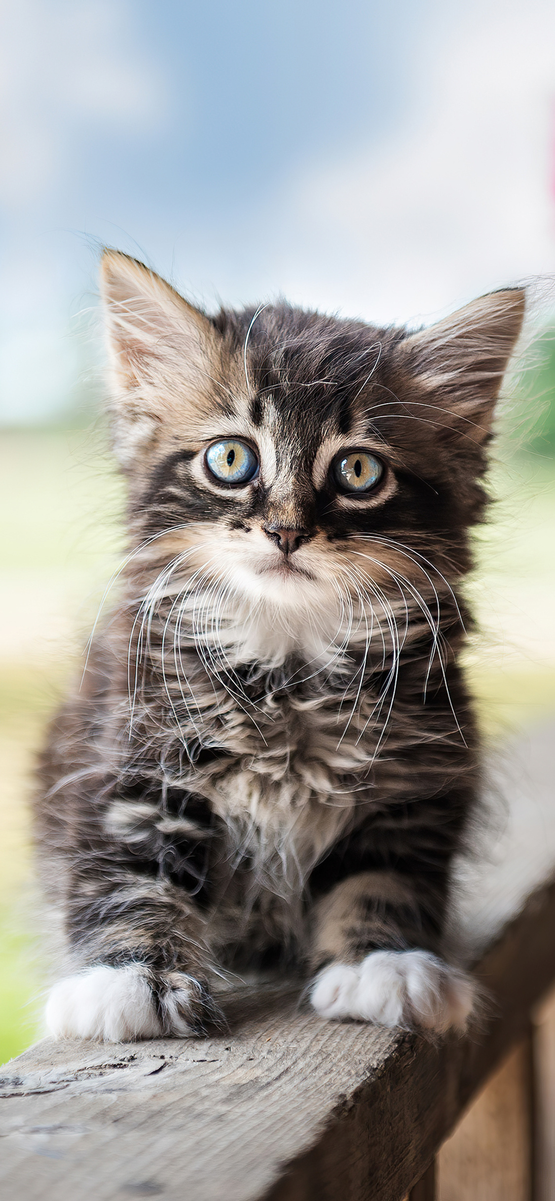 Gorgeous 4K Cat Wallpaper