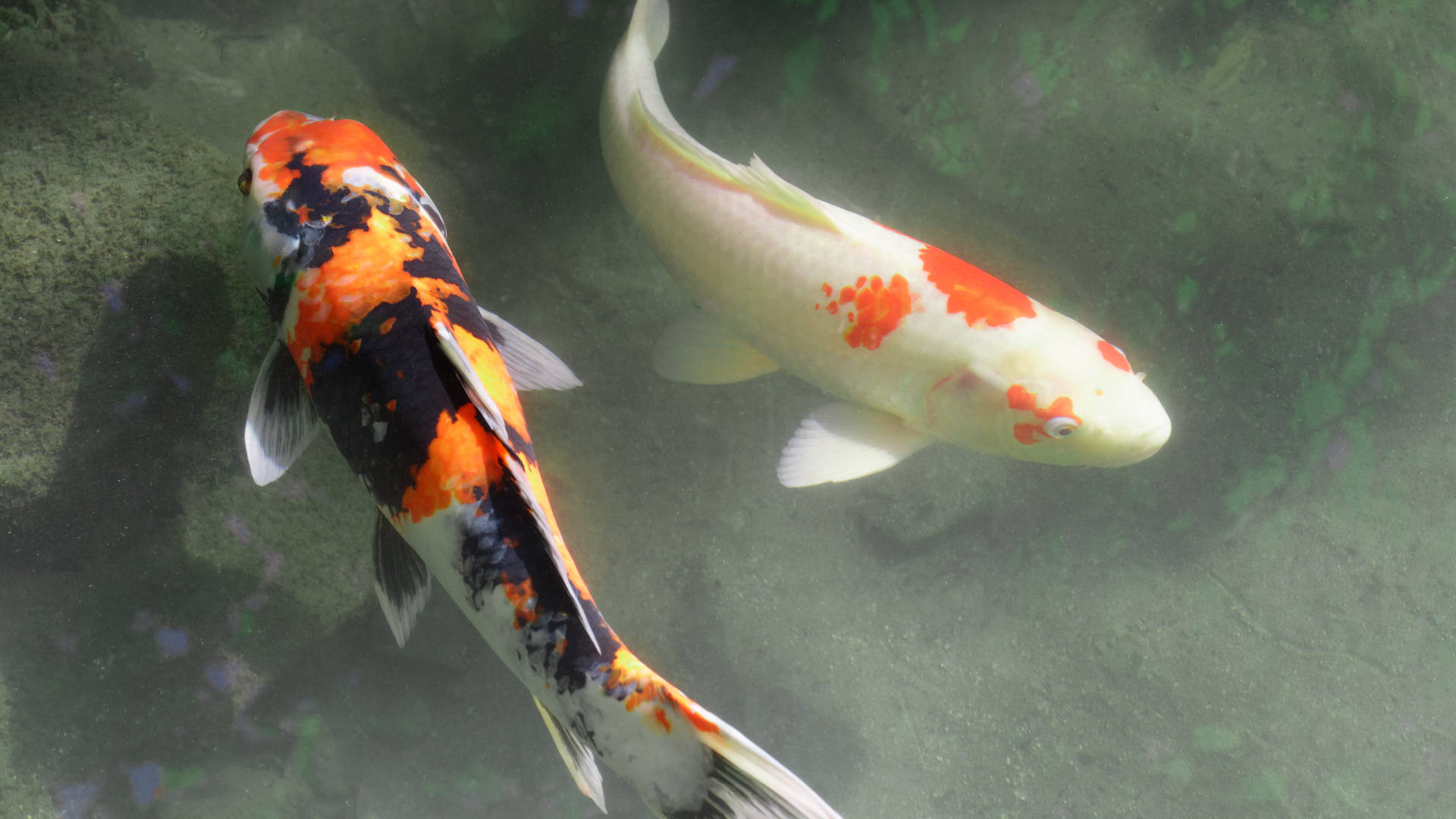 Exquisite Koi Fish Wallpaper