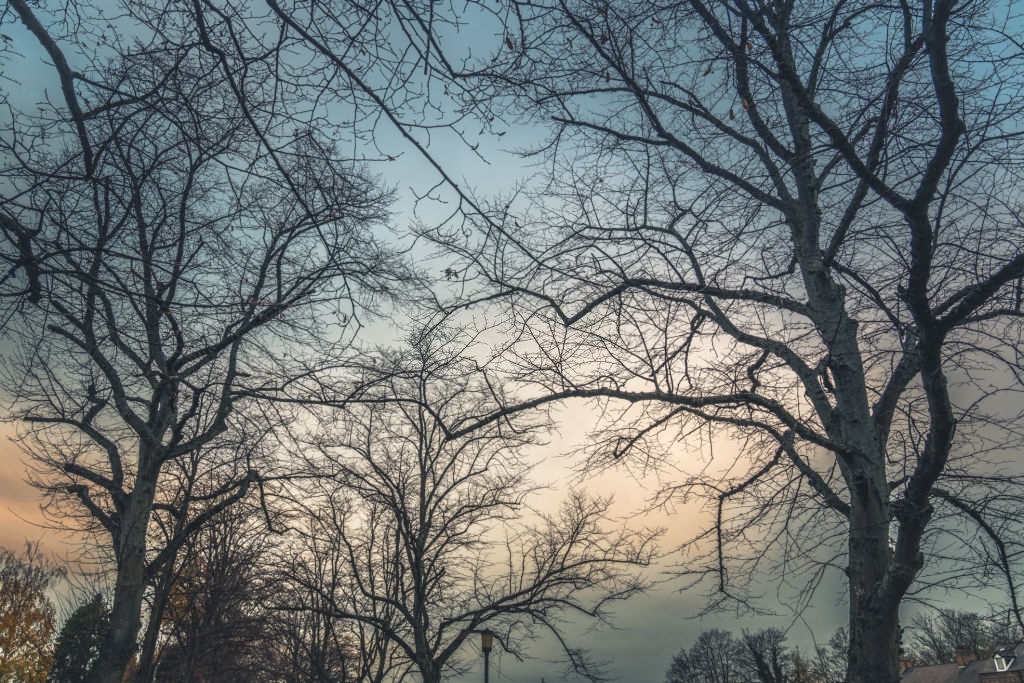The Most Enchantingly Melancholic Nature Images