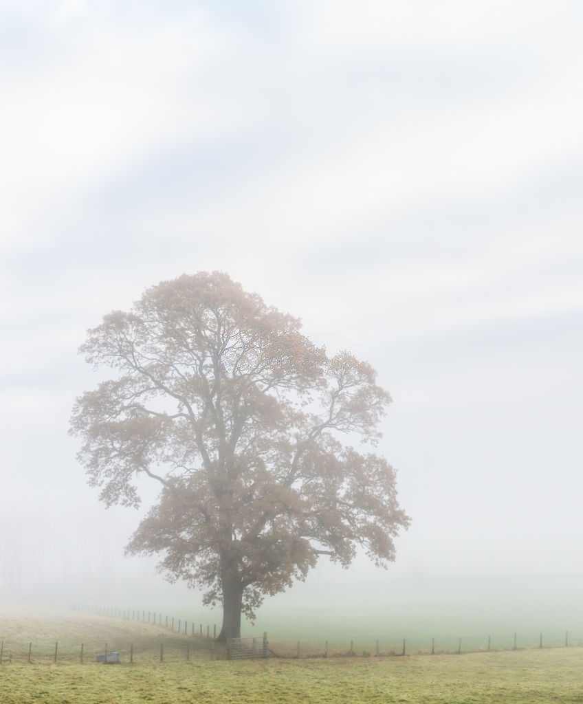 The Most Enchantingly Melancholic Nature Images