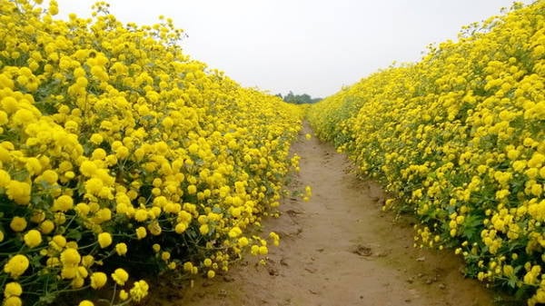 Embark on a mesmerizing journey to Hung Yen, where the charm of 'king ...