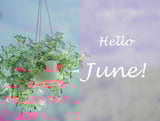 Hello June! Status, Stt, Caption, inspiring quotes for June