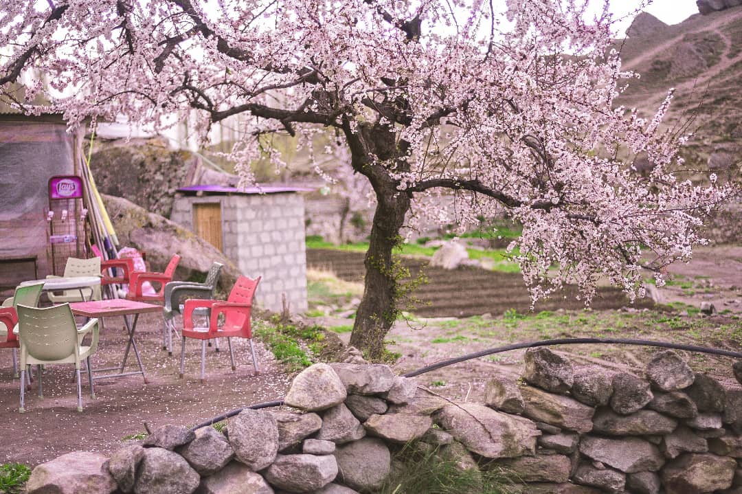 Explore the Beauty of Cherry Blossoms in Hunza Valley - Mytour