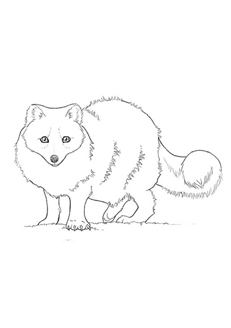 The Most Beautiful Anime Fox Coloring Pages