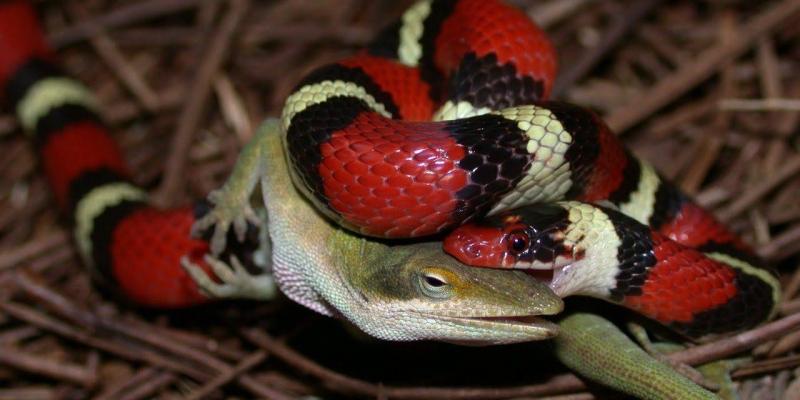 Top 10 Most Dangerous Snakes in the World - Mytour.vn