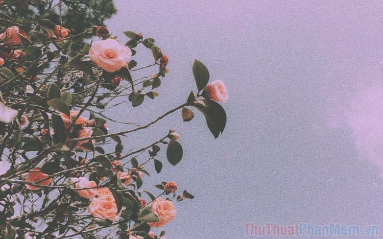 The Most Stunning Chill Rose Images