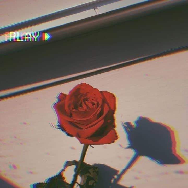 The Most Stunning Chill Rose Images