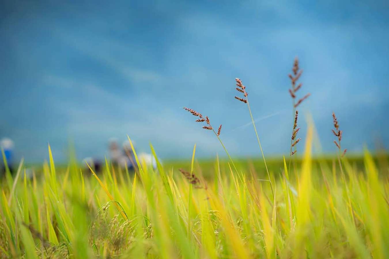 Top 5 Most Beautiful Tourist Destinations in Northern Vietnam during ...