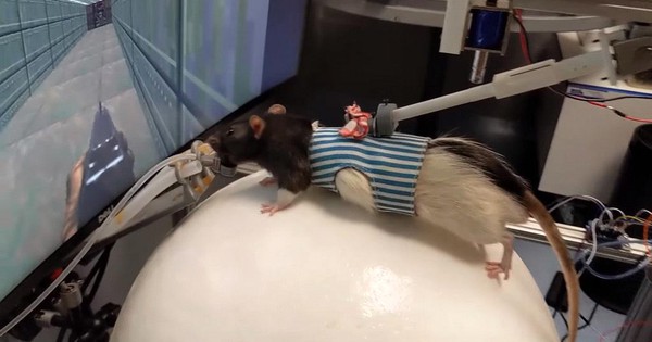 Legendary game Doom unexpectedly conquered by mice