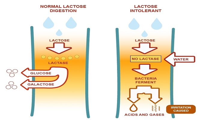 What is Lactose? Understanding lactose intolerance - Mytour