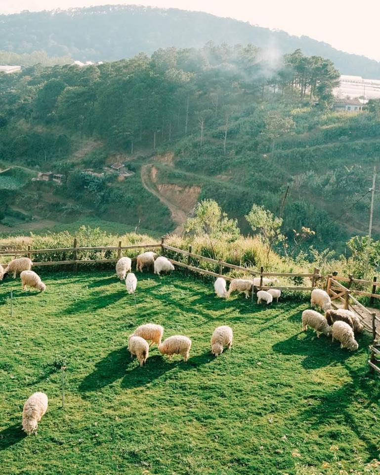 Discover the Charm of Chika Farm: A Brand New Sheep Farm in Dalat - Mytour