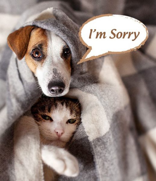Compilation of adorable, charming, and hilarious apology memes