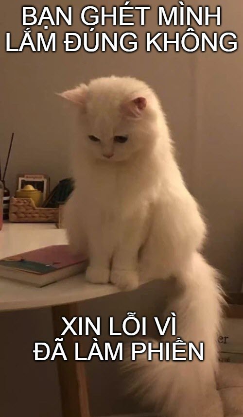 Compilation of adorable, charming, and hilarious apology memes