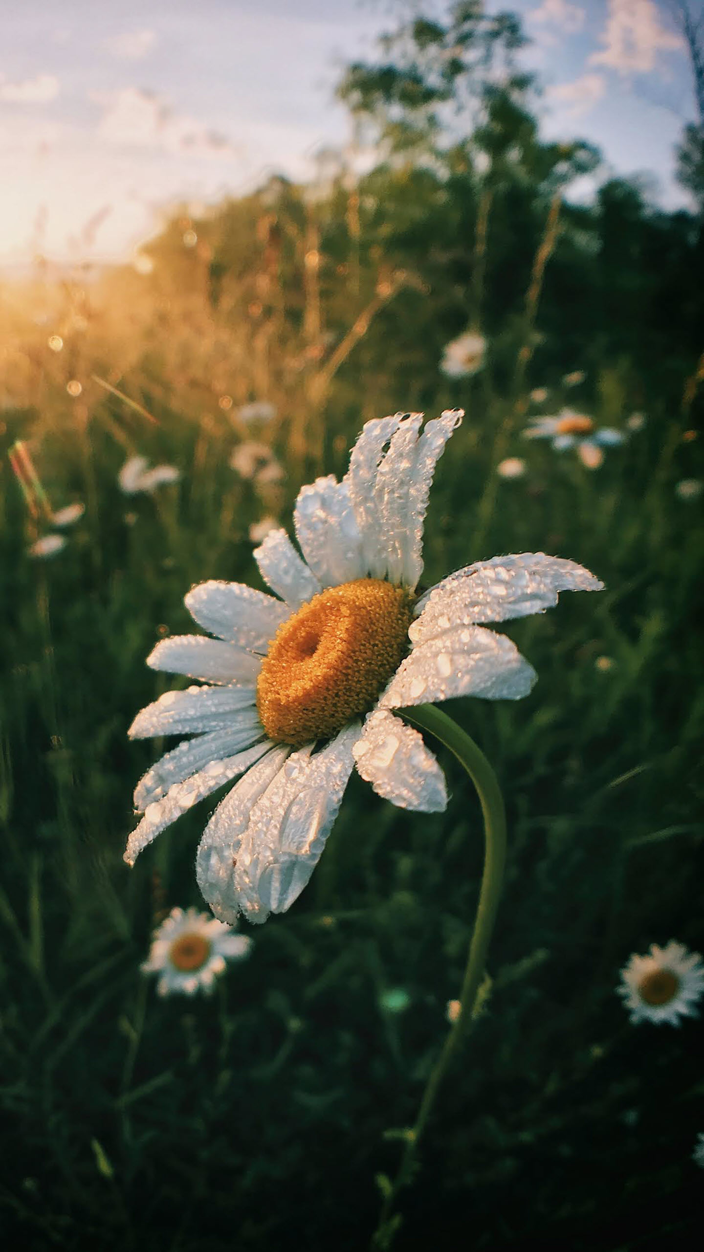 Beautiful Daisy Wallpapers