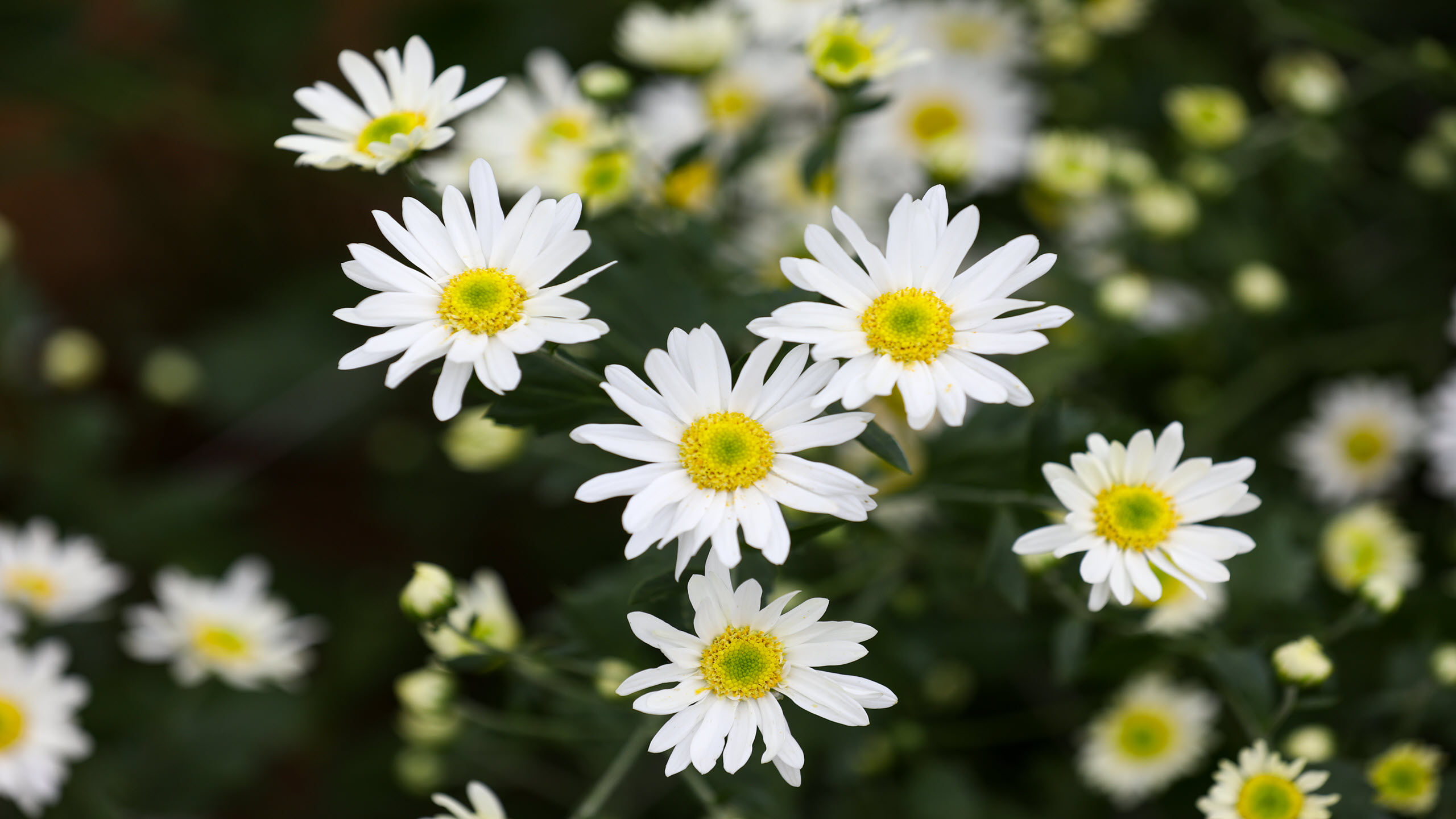Beautiful Daisy Wallpapers