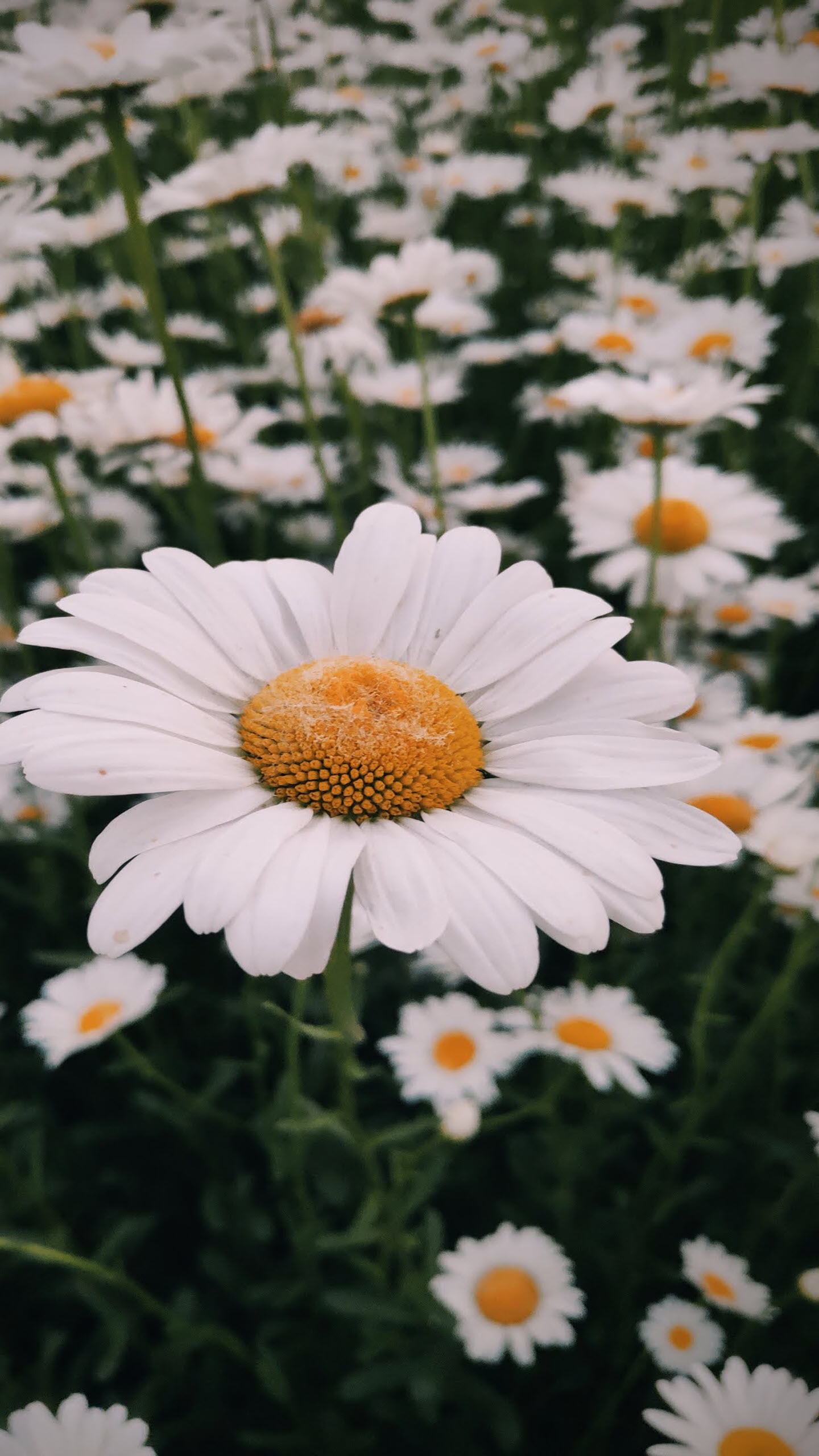 Beautiful Daisy Wallpapers