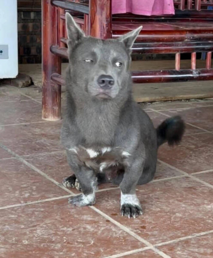 Compilation of witty, bold, and cheeky memes