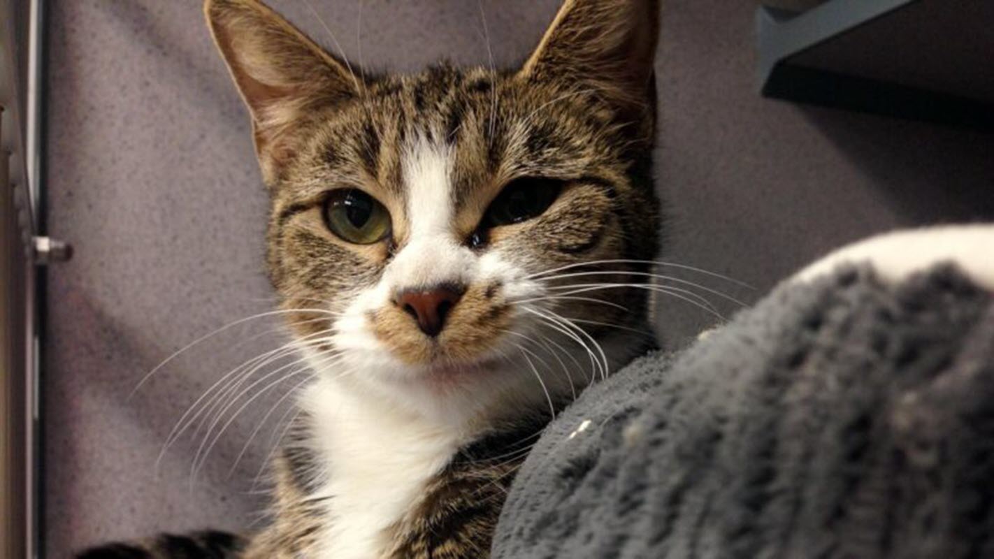 Compilation of witty, bold, and cheeky memes