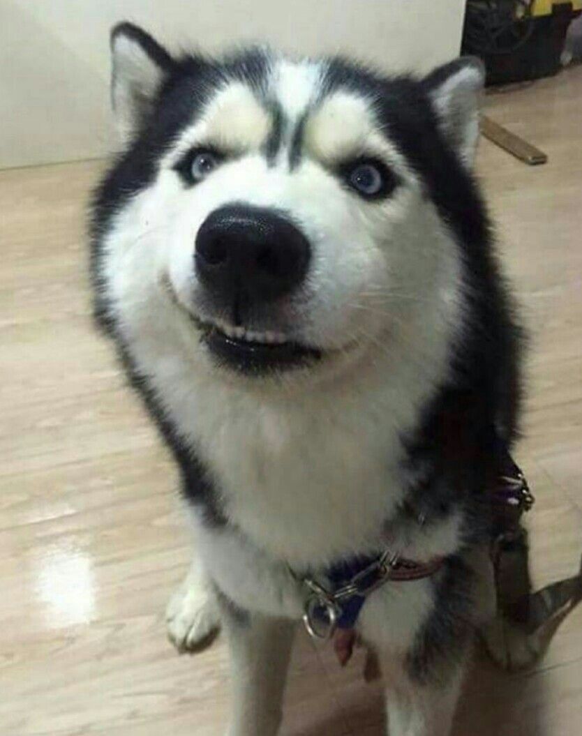 Compilation of witty, bold, and cheeky memes