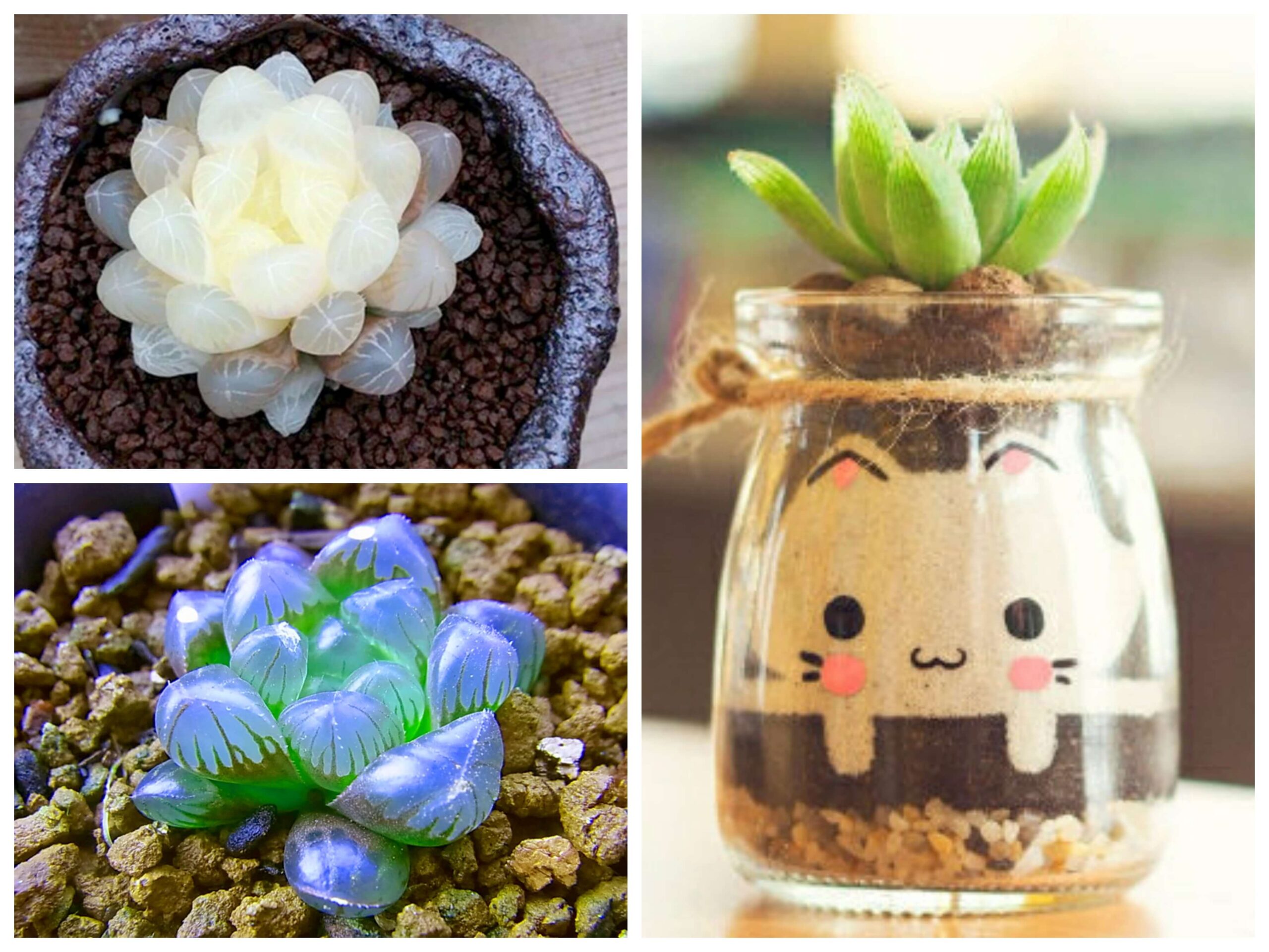 What is diamond stone lotus? Types, meanings, and how to grow, care