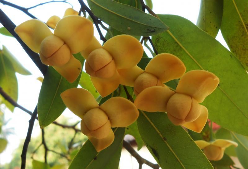 Rumdul Flower - National Flower of Cambodia