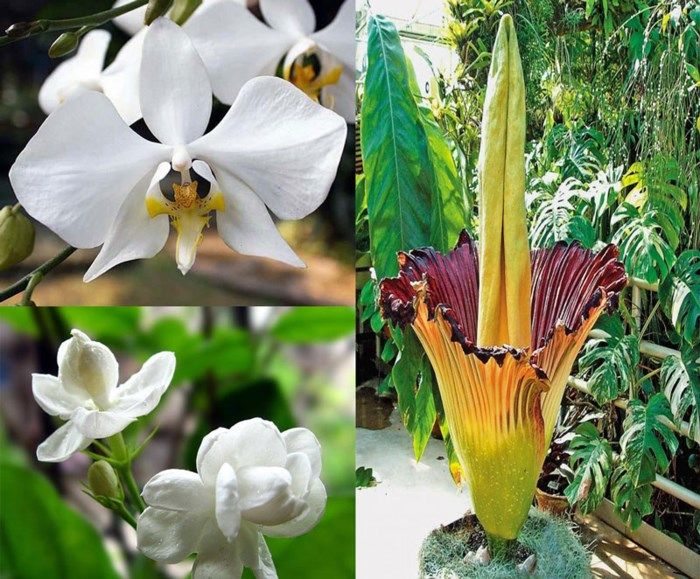 Moon Orchid, Jasmine, and Rafflesia - National Flowers of Indonesia ...