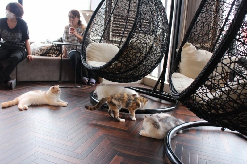 Top 18 Coolest Pet Cafes in Tokyo, Japan - Mytour.vn