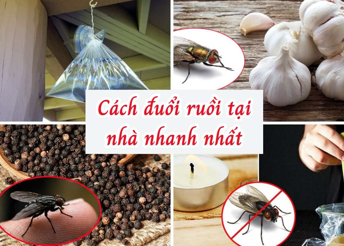 Over 15 Simple and Quick Ways to Get Rid of Flies at Home | Mytour