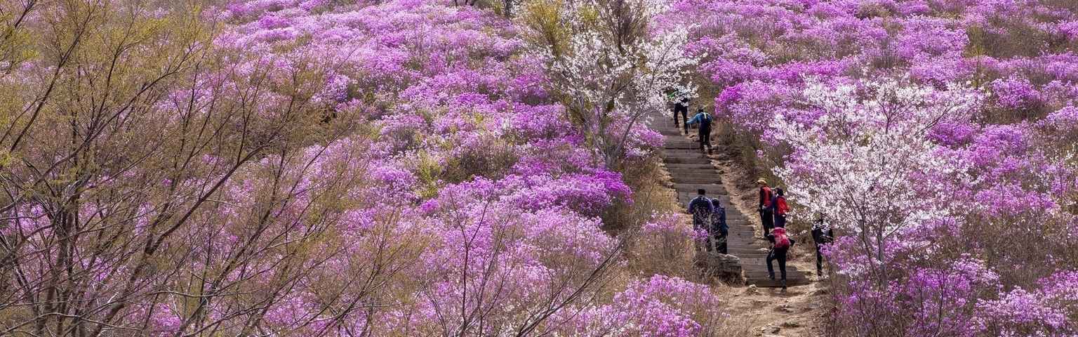 Revealing the Most Enchanting Scenic Spots in Springtime South Korea