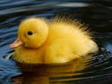 Download One Little Duck Song - Guitar, Karaoke, MP3