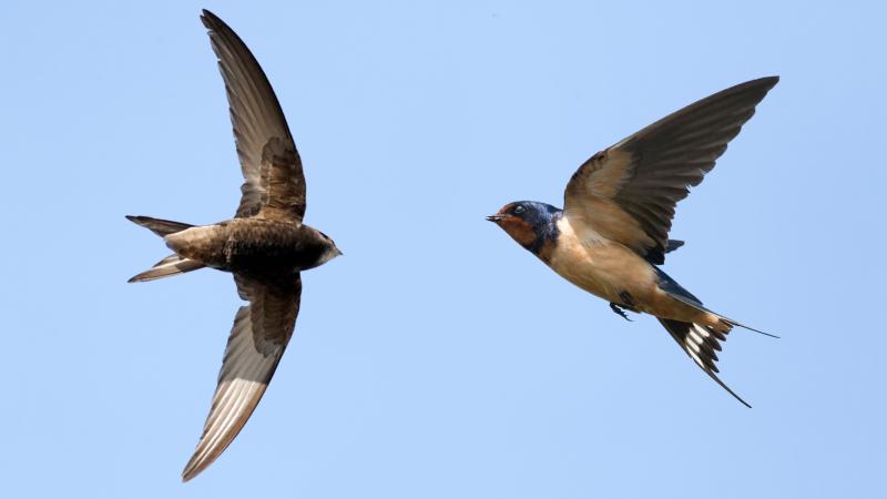 Top 15 Fascinating Facts About Swiftlets - Mytour.vn