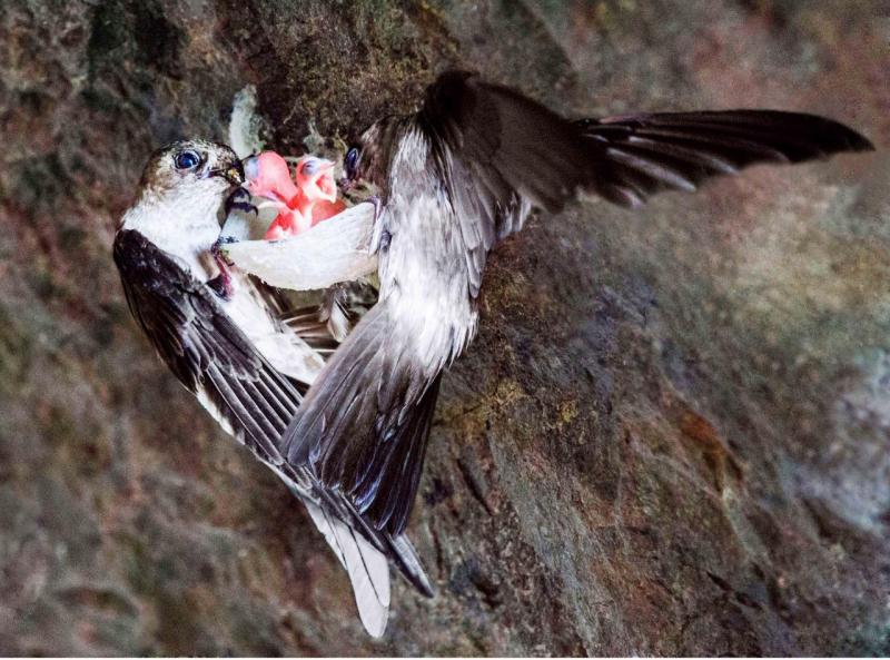 Top 15 Fascinating Facts About Swiftlets - Mytour.vn