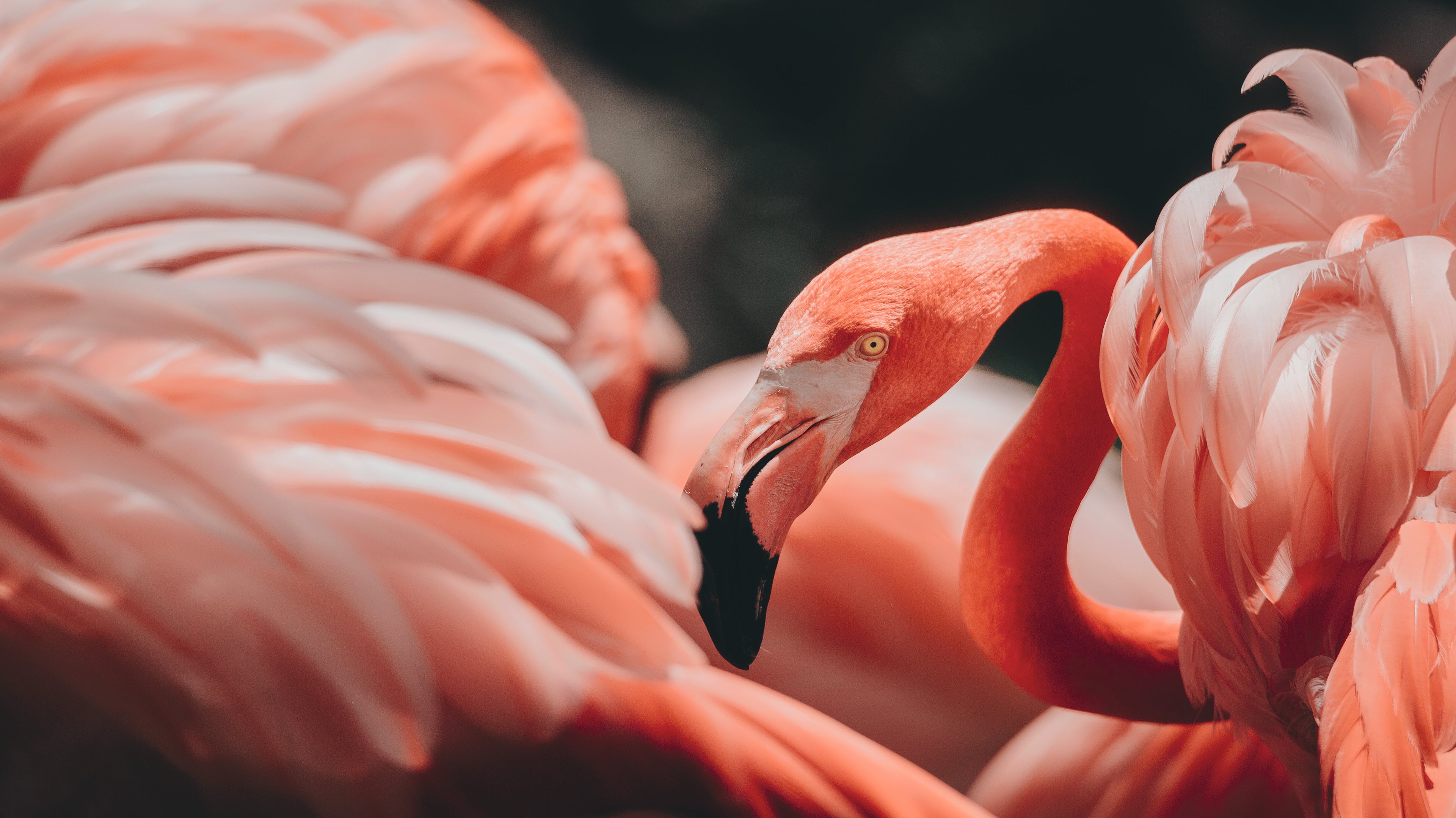 Discover Beautiful Windows 10 Wallpapers, The Finest Selection