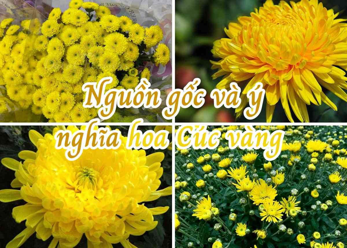 Origin, Characteristics, and Significance of Golden Daisy Flowers | Mytour
