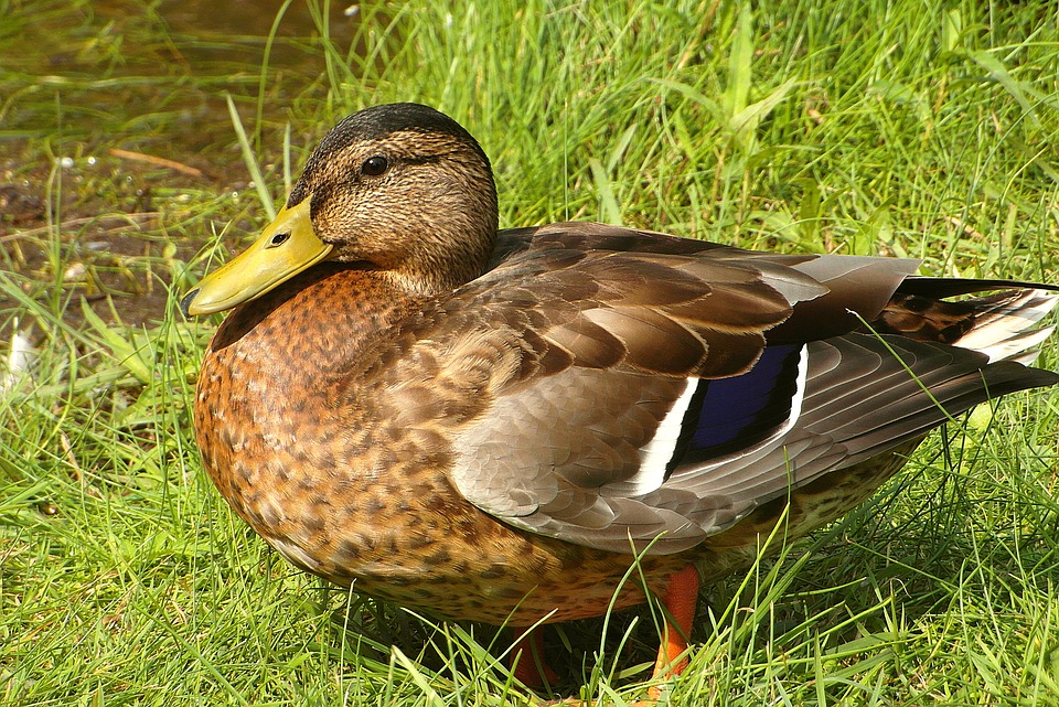 Stunning Images of Beautiful Ducks