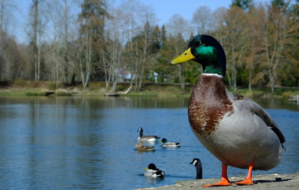 Stunning Images of Beautiful Ducks