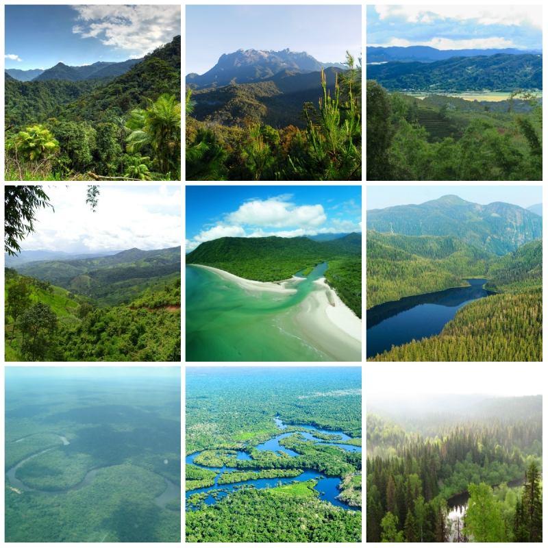 Top 10 Largest Natural Forests in the World - Mytour.vn
