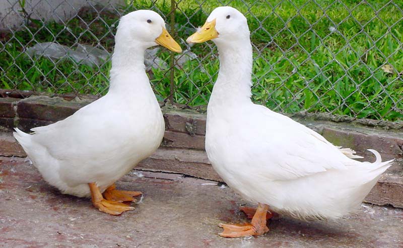Stunning Images of Beautiful Ducks