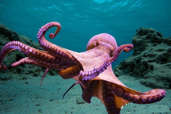 Top 9 Best Analyses of Nemo Character in the Novel Octopus (Literature ...