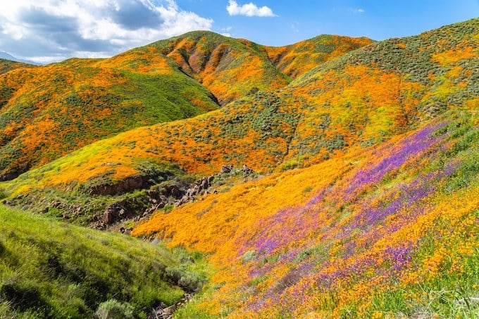 The spectacular display of morning glory flowers resembles an oil ...