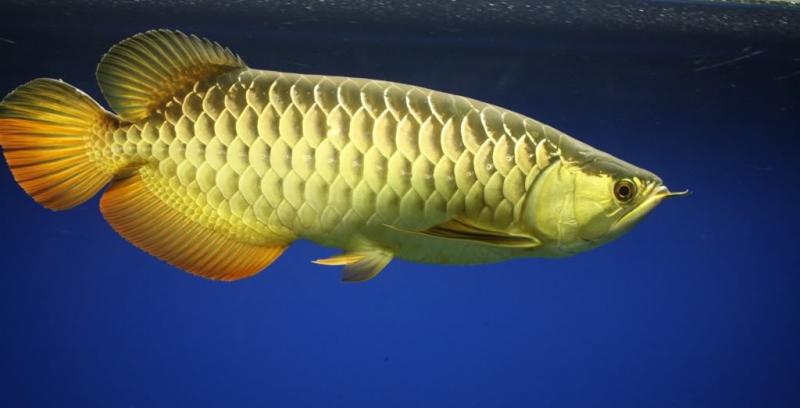 Top 8 Rare and Expensive Fish Species in Vietnam