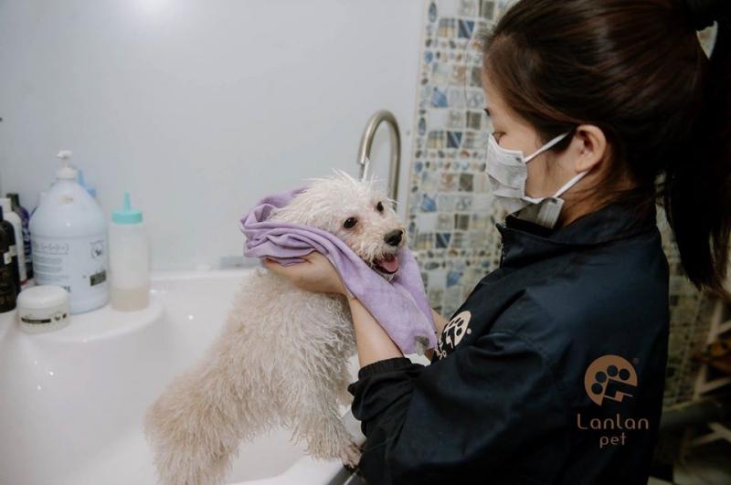 Discover the finest pet spa services in Hoan Kiem District, Hanoi