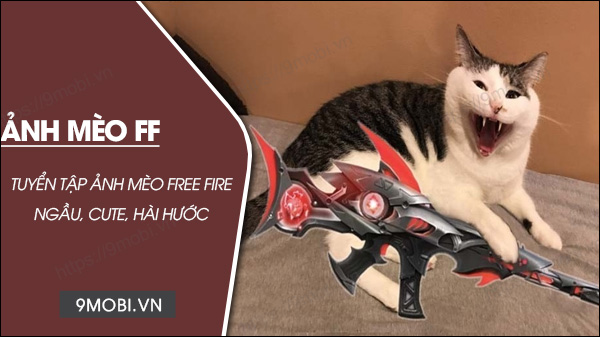 Cool, Cute, and Funny FF Cat Photo Collection