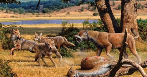 The age-old battle between dogs and cats began 17 million years ago ...