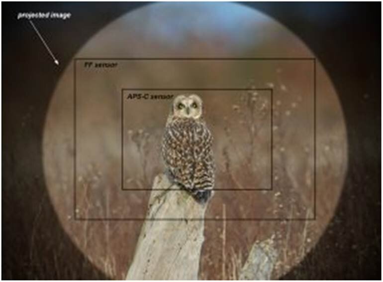 Differentiating between crop and full-frame DSLR cameras | Mytour.vn